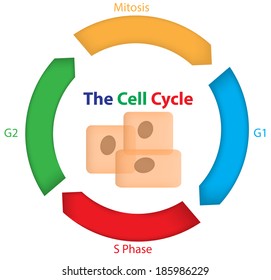 Cell Cycle Color Diagram Stock Vector (Royalty Free) 185986229