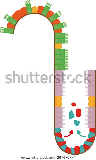 Cell Division Gut Crypt Villus Axis Stock Vector (Royalty Free ...