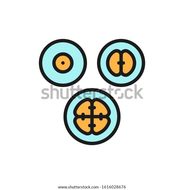 Cell Division Stages Embryos Embryogenesis Flat Stock Vector (Royalty ...