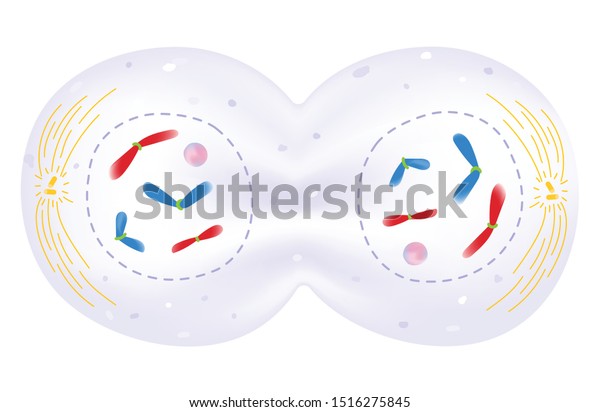 Cell Growth Division Telophase Stock Vector (Royalty Free) 1516275845 ...