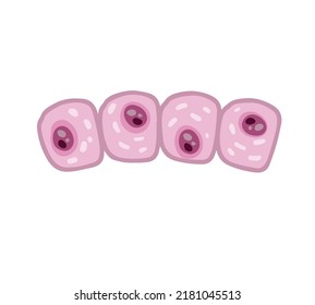 Cell Human Organism Skin System Layer Stock Vector (Royalty Free ...