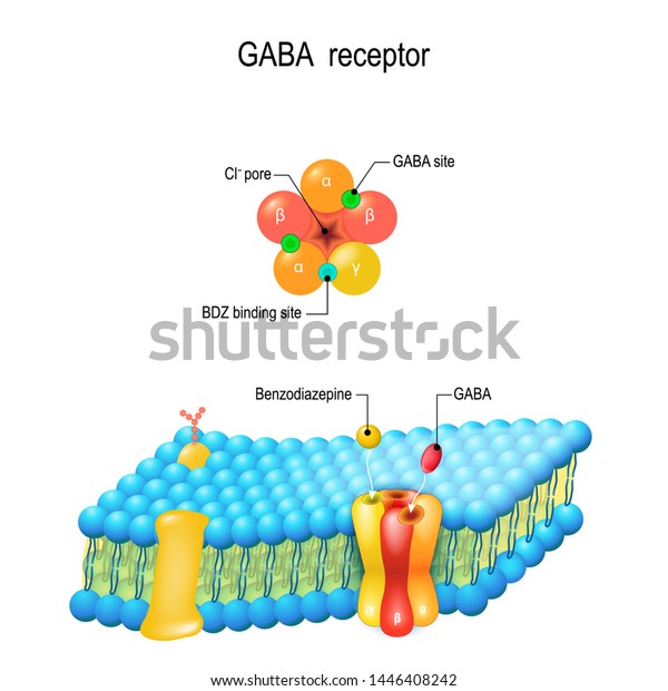 Cell membrane. GABA receptor and various sita for ligands bind. Top ...