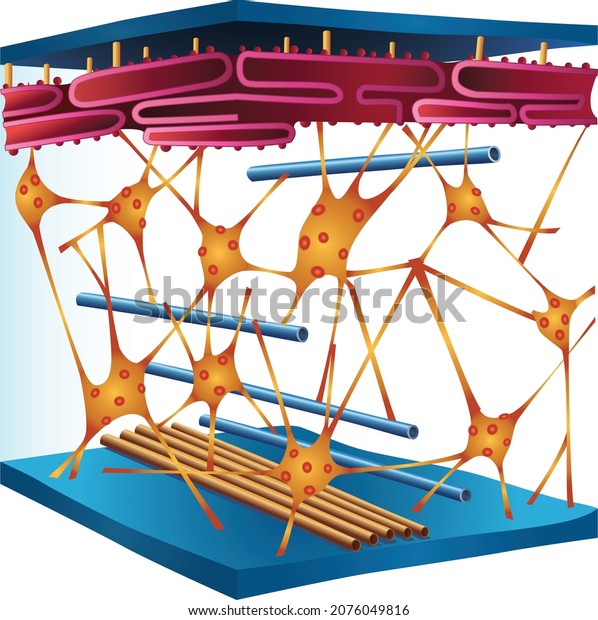 Cell Membrane Human Ecology Living Things Stock Vector (Royalty Free ...
