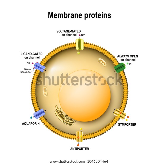 Cell Membrane Proteins Ion Channels Ligandgated Stock Vector (Royalty ...