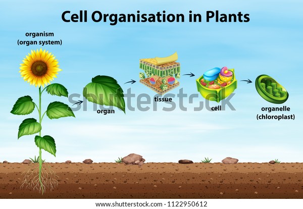 Cell Organisation Plants Illustration Stock Vector (Royalty Free ...