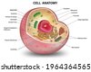 392,457 Human Cell Royalty-Free Images, Stock Photos & Pictures ...