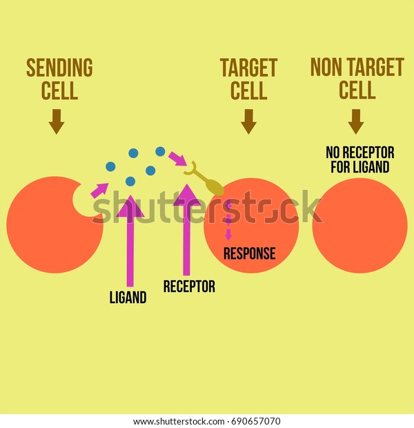 Cell Signaling Sending Cell Vector Stock Vector (Royalty Free ...