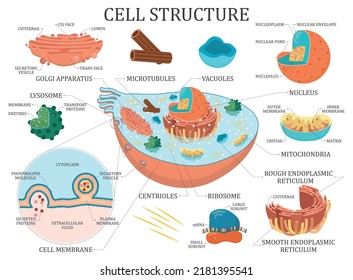Cell Structure Medical Vector Illustration Stock Vector (Royalty Free ...