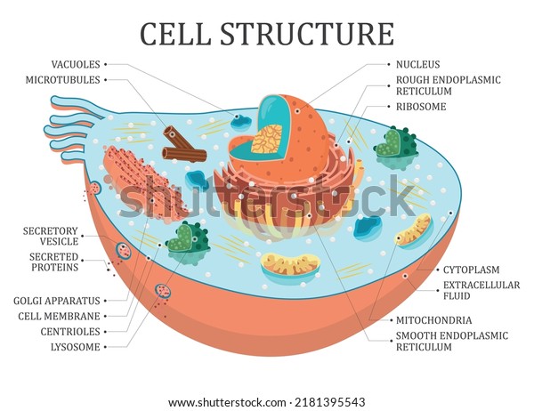 Cell Structure Medical Vector Illustration Stock Vector (Royalty Free ...