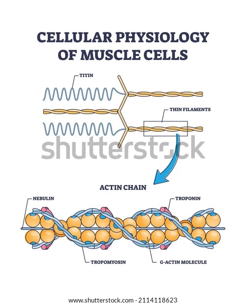 Cellular Physiology Muscle Cells Closeup Structure Stock Vector ...