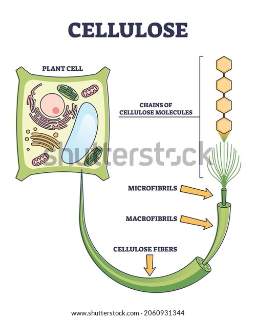 Cellulose Organic Compound Structure Plant Cell Stock Vector (Royalty ...