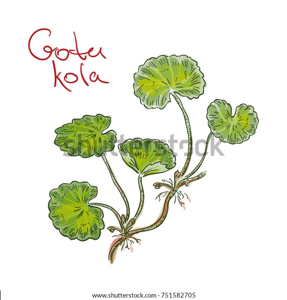 1,396 Hydrocotyle Asiatica Images, Stock Photos & Vectors | Shutterstock