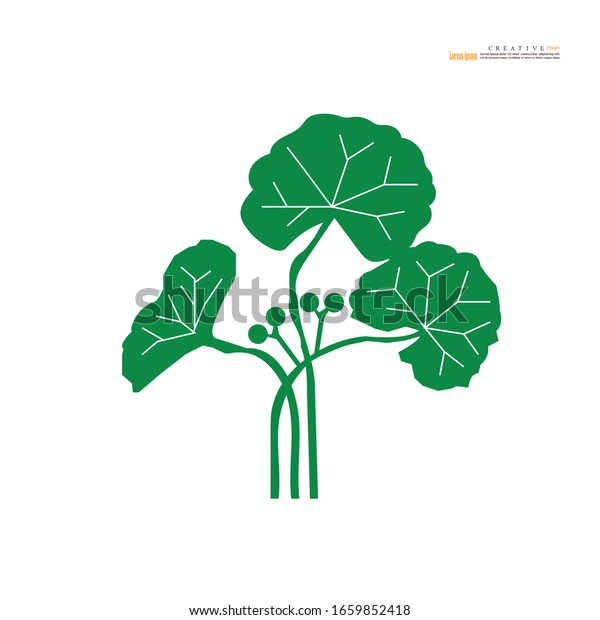 Centella Asiatica Icon On White Backgroundherbs Stock Vector (Royalty ...