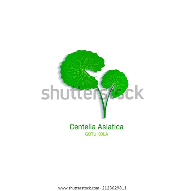 Centella Asiatica 벡터 그림 고투 콜라 스톡 벡터(로열티 프리) 2123629811 | Shutterstock