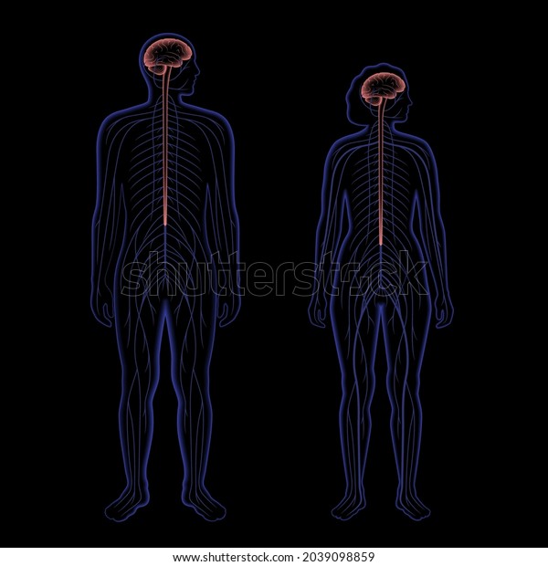 Central Nervous System 3d Realistic Vector Stock Vector (Royalty Free ...