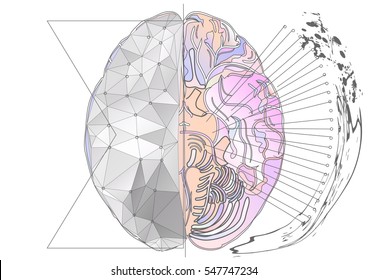 Brain Anatomy Vector Graphic Design Stock Vector (Royalty Free ...