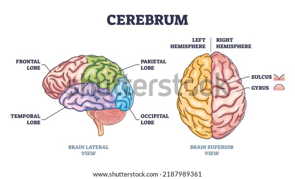 Cerebrum Brain Structure Lateral Superior View: เวกเตอร์สต็อก (ปลอดค่า ...
