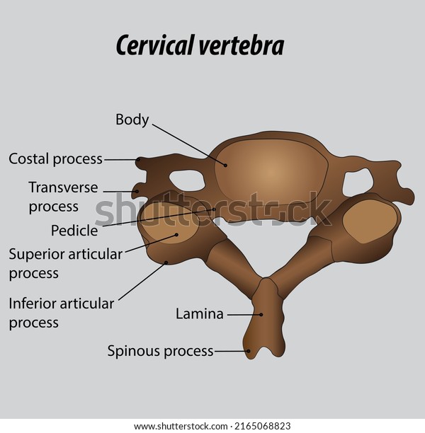 Cervical Vertebrae Spinal Column Labeled Diagram: Vector có sẵn (miễn ...