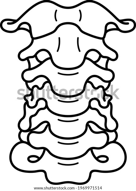 Cervical Vertebrae Vector Outline Illustration: เวกเตอร์สต็อก (ปลอดค่า ...