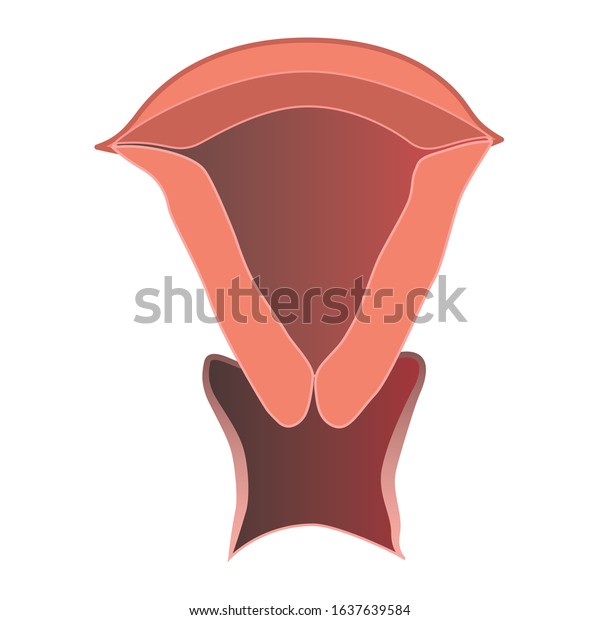 Cervix Vector Illustration On Isolated White 스톡 벡터(로열티 프리) 1637639584 ...