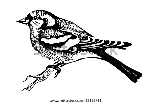 Chaffinch Bird Handdrawn Illustration Stock Vector (Royalty Free) 62152711