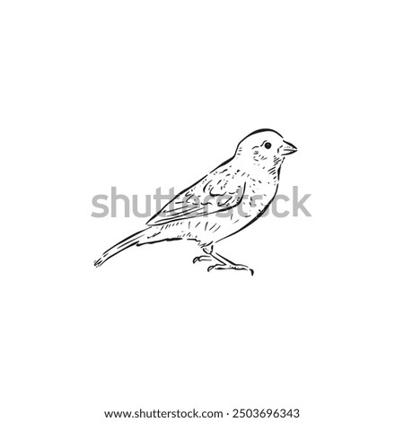 Sparrow Bird Drawing | Free download on ClipArtMag