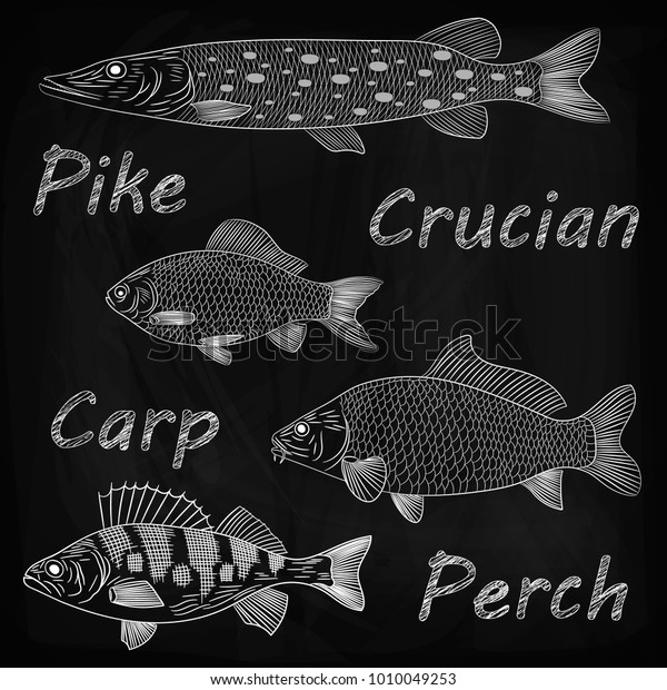 Chalk Drawing Sketch River Fish On Stock Vector (Royalty Free ...