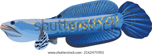 61 Channa Blue Pulchra Images, Stock Photos & Vectors | Shutterstock
