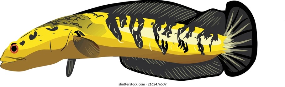 371 Channa Vector Images, Stock Photos & Vectors | Shutterstock