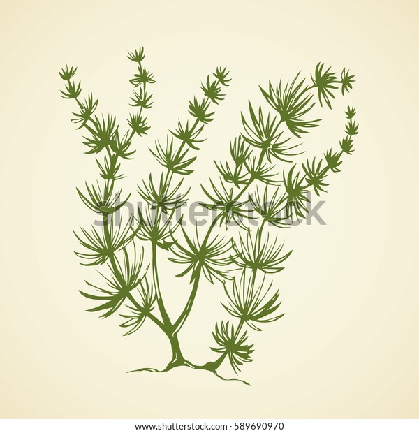 Characeae Elodea Green Seaware Tuft Root : image vectorielle de stock ...