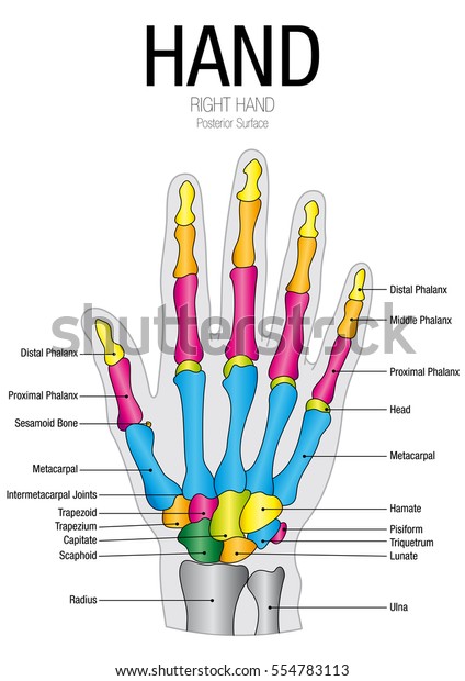 Chart Hand Posterior Surface Parts Name Stock Vector (Royalty Free ...