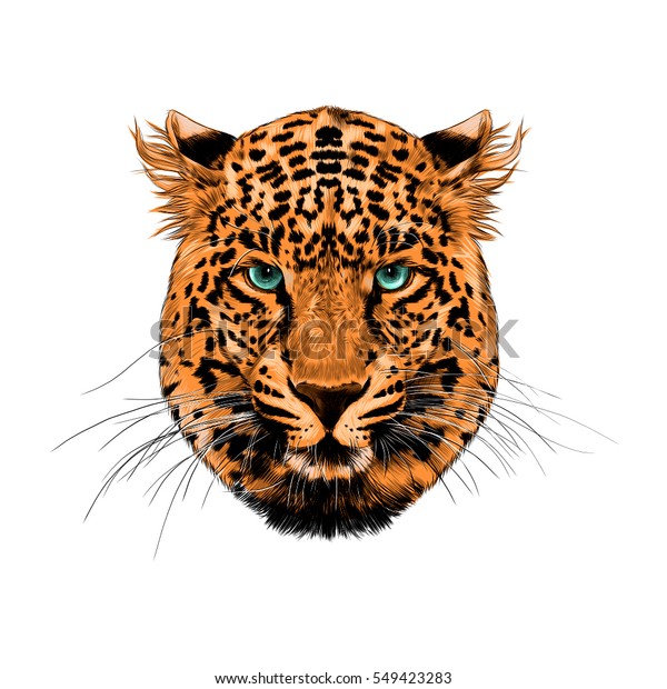 Vector de dibujo de color chita: vector de stock (libre de regalías ...
