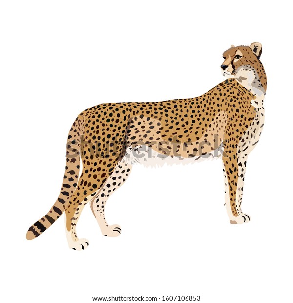 Cheetah, illustration in vector graphics on a white background.