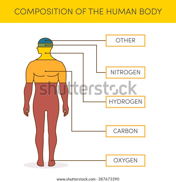 What Is The Chemical Makeup Of Human Body | Makeupview.co