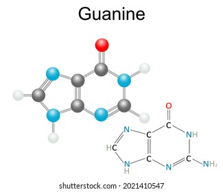 Chemical Structural Formula Model Guanine Pyrimidines Stock Vector ...