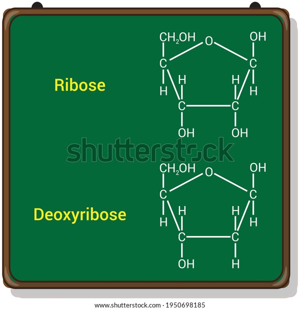 Chemical Structure Ribose Deoxyribose Stock Vector (Royalty Free ...