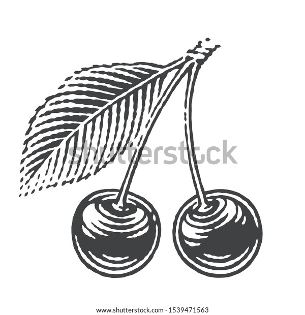 Cherries Hand Drawn Engraving Style Illustrations Stock Vector (Royalty ...