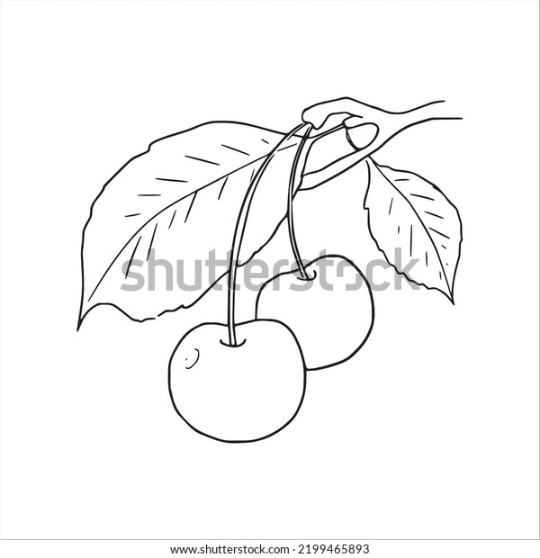 Cherries Line Artcherries Vector Artcherries Line: เวกเตอร์สต็อก (ปลอด ...