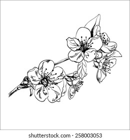 Cherry Blossom Hand Drawing: vector de stock (libre de regalías ...
