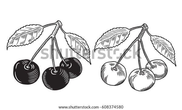 Cherry Illustration Outline Coloring Logo Cherry: เวกเตอร์สต็อก (ปลอด ...