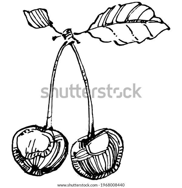 Cherry Sketch Drawing Isolated Black White Stock Vector (Royalty Free ...