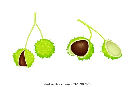 5,564 Prickly nuts Images, Stock Photos & Vectors | Shutterstock