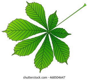 3,298 Buckeye leaf Images, Stock Photos & Vectors | Shutterstock