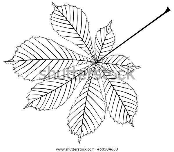 Chestnut Buckeye Vector Isolated Buckeye Leaf Stock Vector (Royalty ...
