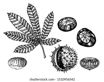 Chestnut Set Vector Sketches On White Stock Vector (Royalty Free ...