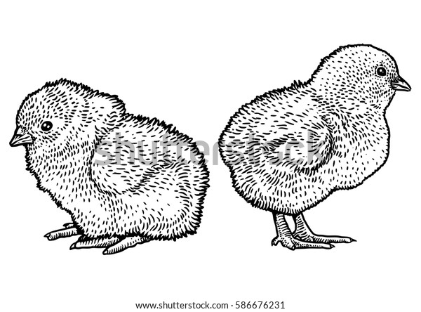 Chick Illustration Drawing Engraving Line Art: vetor stock (livre de ...