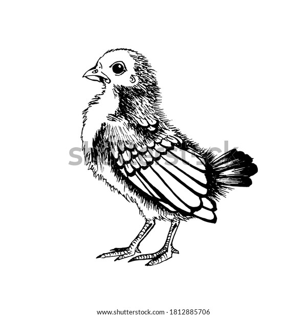 Chick Vector Graphics Chicken Illustration Graphic Stock Vector ...