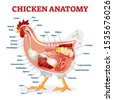 Chicken Anatomy: Over 921 Royalty-Free Licensable Stock Illustrations ...