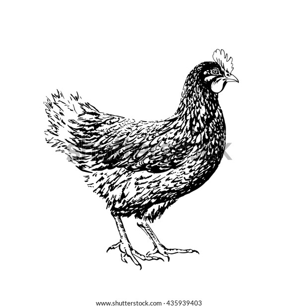 Chicken Drawn Black Ink On White 库存矢量图（免版税）435939403 | Shutterstock