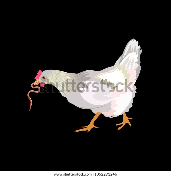 Chicken Eating Worm Vector Illustration Isolated 스톡 벡터(로열티 프리 ...